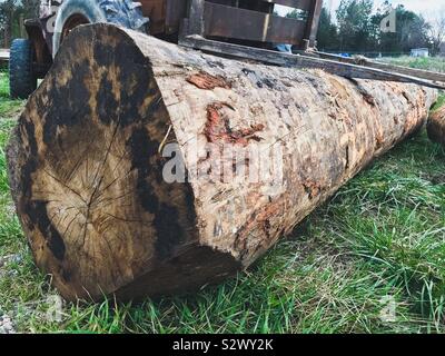 Rejected timber from sawmill Stock Photo - Alamy