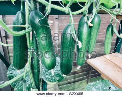 Mini cucumbers growing in a greenhouse UK showing different sizes and ...