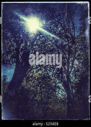 Sun filtered through trees, heavy use of filters Stock Photo - Alamy