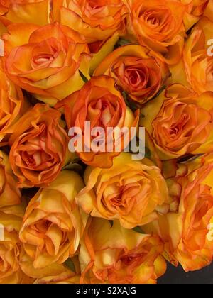 Beautiful, fresh orange roses on a background of green leaves Stock ...