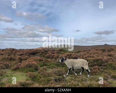 Ram in Peak District National Park, England Stock Photo - Alamy