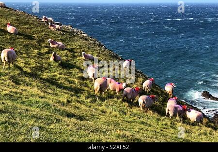 Sheep at rhossili bay gower Stock Photo - Alamy
