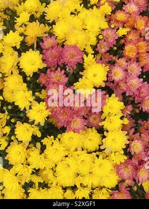Many beautiful mums and flowers in full bloom in a black and white ...