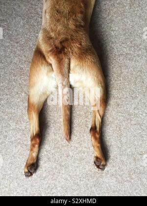 Labrador dog laying on back Stock Photo - Alamy