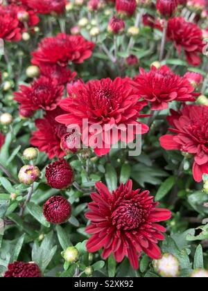 Many beautiful mums and flowers in full bloom in a faded black and ...
