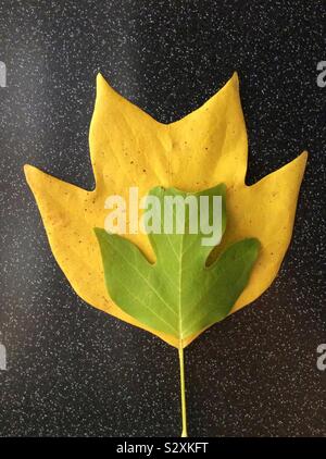 Two maple leaves on a black background Stock Photo - Alamy