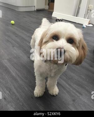 Cavachon, Cavalier King Charles Spaniel cross Bichon frise Stock Photo ...