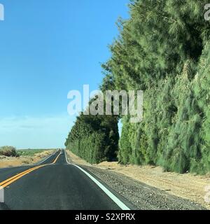 Wall of trees on the highway Stock Photo - Alamy