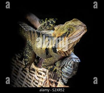 Australian eastern water dragon (Physignathus lesueurii) in Brisbane ...