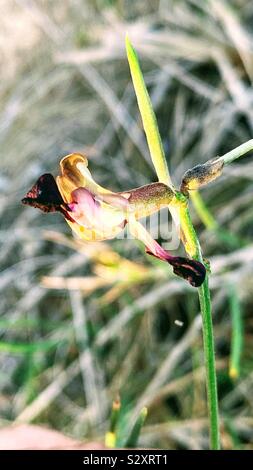 australian native orchid Stock Photo - Alamy