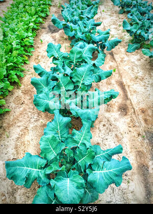 broccoli growing in rows Stock Photo - Alamy