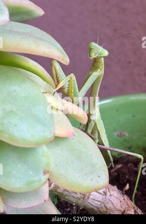 Praying mantis climbing Stock Photo - Alamy