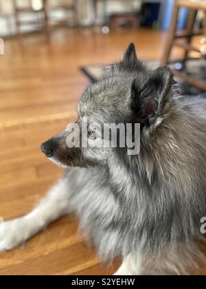 Cute Keeshond Puppy Stock Photo - Alamy