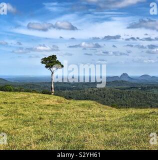 One Tree Hill Maleny Glasshouse Mountains Queensland Lone Tree Stock ...