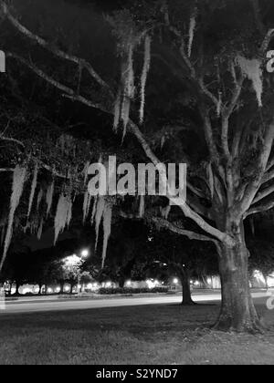 Scary Weeping Willow Tree Stock Photo - Alamy