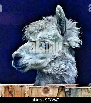 Close up of a white alpaca with blue eyes making a funny face Stock ...