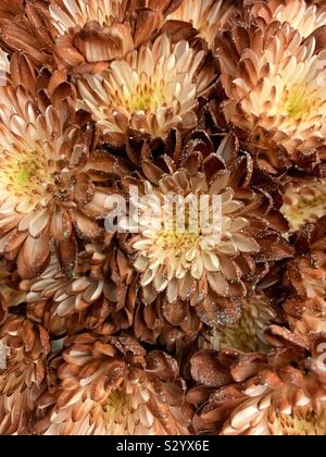 Fresh bouquet of brown fall carnations in full blossom Stock Photo - Alamy