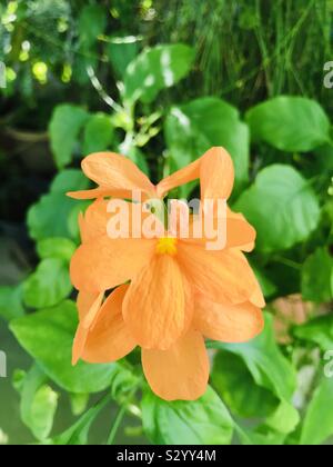 vibrant crossandra flower, aka firecracker flower, close-up view in ...
