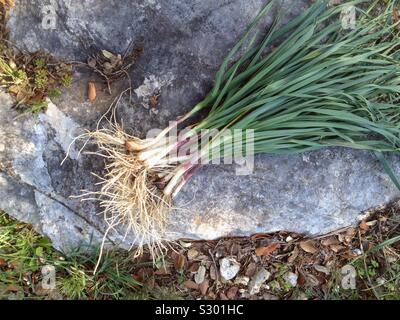 Harvest of wild leeks Stock Photo - Alamy
