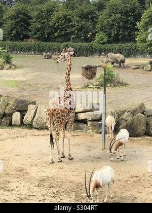 Wild animals roaming freely in Zebula game reserve in South Africa ...