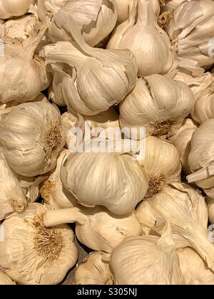 Fresh Garlic Bulbs, Full-Frame Stock Photo - Alamy
