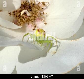 Beautiful white spider on petal of white flower Stock Photo - Alamy