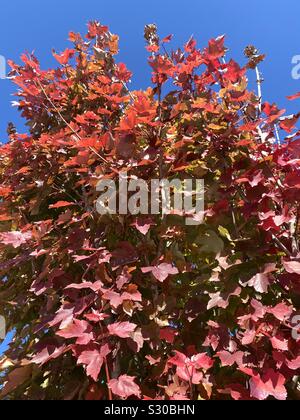 Colorful Autumn leaves of the Florida maple tree or Acer Floridanum in ...