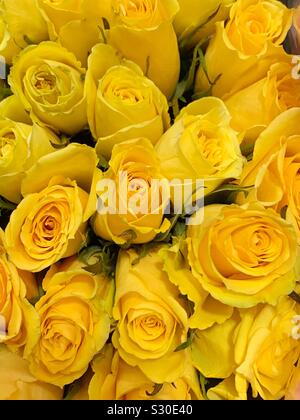 Beautiful cheerful roses in full bloom on a bright sunny day Stock ...