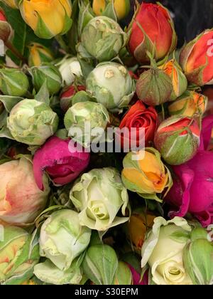 Red gorgeous rose with buds bouquet blooming in garden greenery, close ...