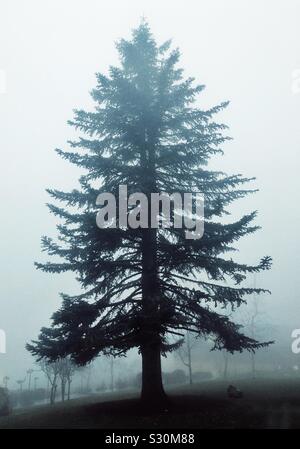 Big Tree in Fog Stock Photo - Alamy
