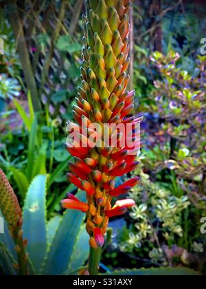 red aloe vera flower Stock Photo - Alamy