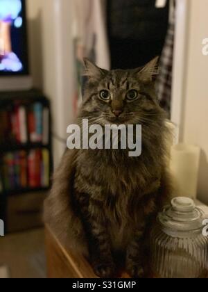 Maine Coon cat portrait Stock Photo - Alamy
