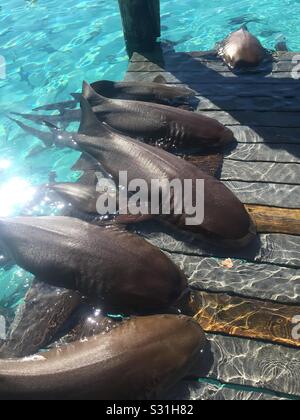 Nurse sharks in Compass Cay (Great Exuma, Bahamas Stock Photo - Alamy