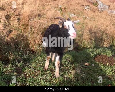 Wild Goat Park in the Galloway Forest Park in Dumfries and Galloway ...