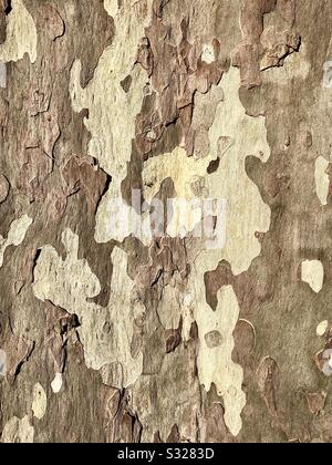 Texture of London Plane Tree bark in full frame view. Tree bark ...