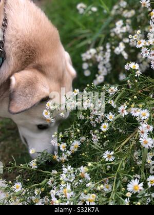 Dog smelling flowers Stock Photo - Alamy