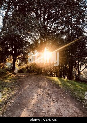 Sunset and oak trees. Sunlight through tree foliage. Yellow, red, green ...