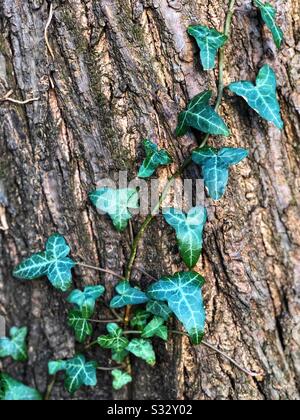 Common Ivy clinging on a tree trunk in the forest. The plant is also ...