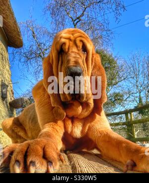 wrinkly bloodhound dog Stock Photo - Alamy