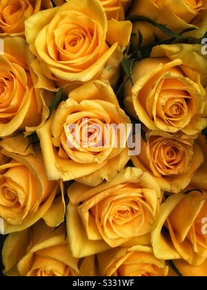 Yellow roses flowers, close up, bouquet, floral arrangement, green ...