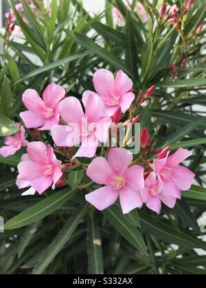 flower used for prayer Stock Photo - Alamy