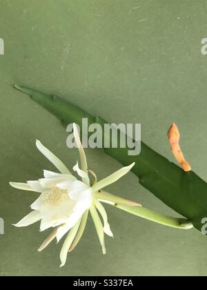Epiphyllum oxypetalum on white background Stock Photo - Alamy