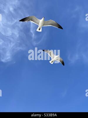 Seagulls flying spread wings in the sky at evening. Space for text, No ...