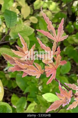 Japanese maple (Acer palmatum 'Taylor' Stock Photo - Alamy