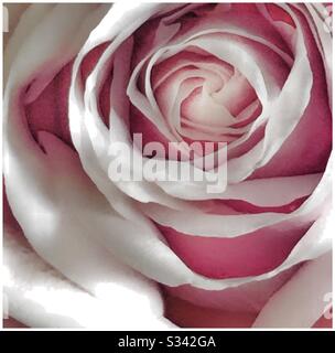 fragile soft pink rose close up Stock Photo - Alamy