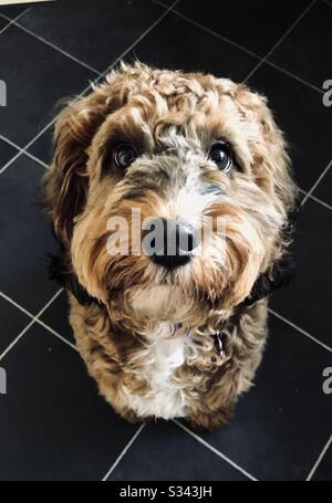 A very cute scruffy brown Cockapoo dog being taken for a walk Stock ...