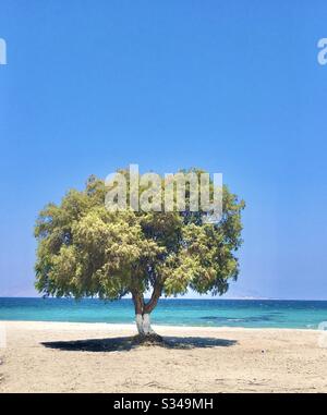 Olive tree on the beach Stock Photo - Alamy
