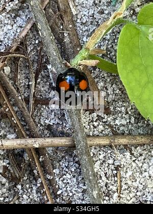 Black ladybug with red dots on a leaf macro, black beetle with red ...