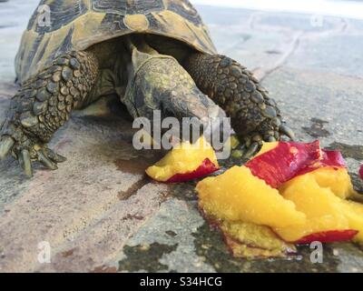 Tortoise Eating a Peach Fruit Stock Photo - Alamy