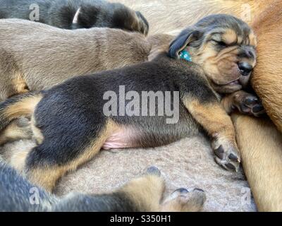 baby. newborn puppy .bloodhound Stock Photo - Alamy